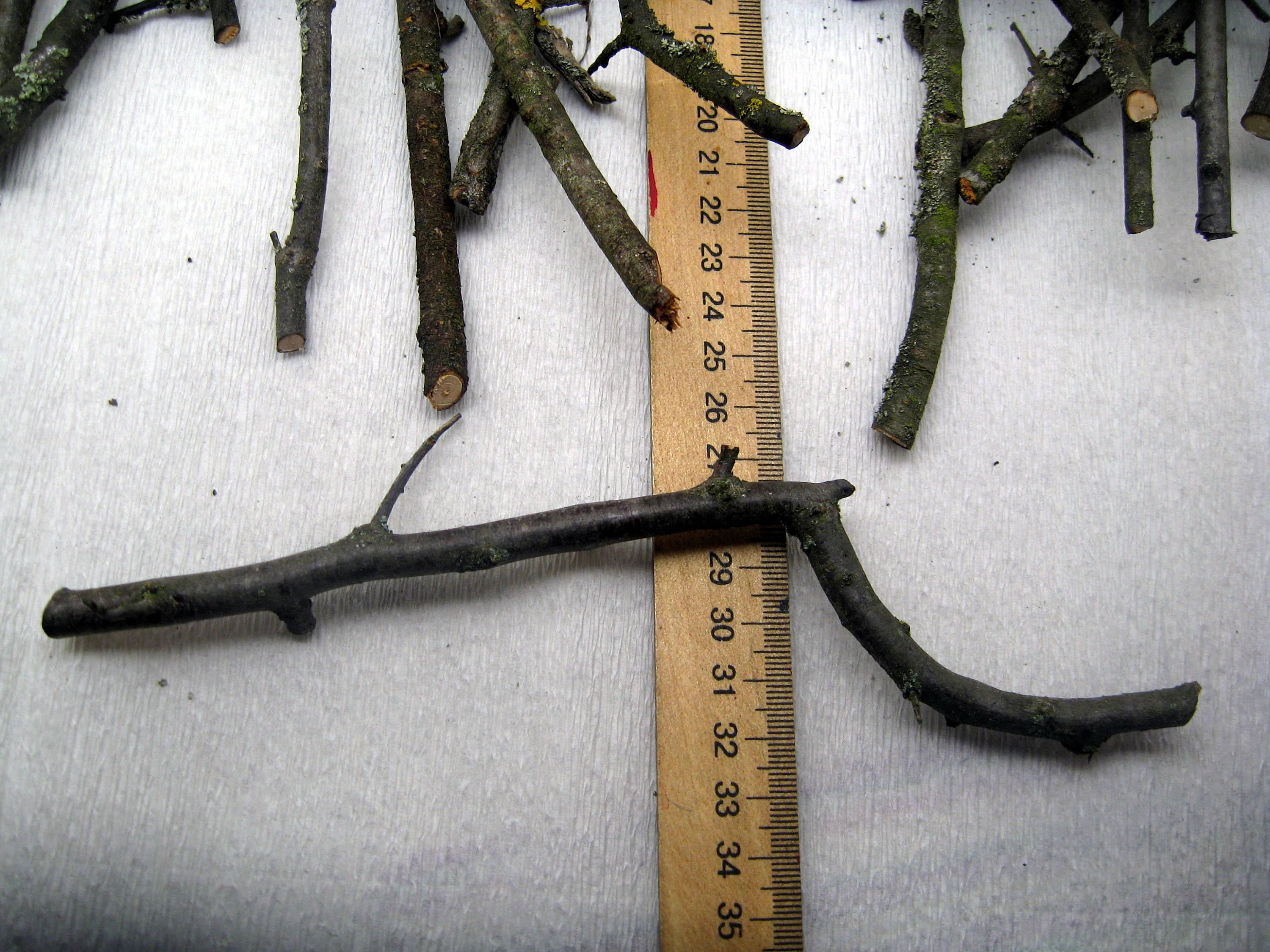 24 Blackthorn Branches With Lichens Magical Wood Blackthorn - Etsy