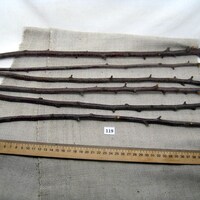 Irish Blackthorn Walking Stick | Cane Irish | Wood Hiking Cane ...