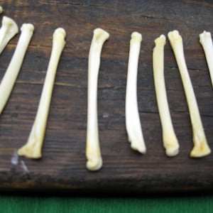 Real Fox Bones Shaman Ritual Kit Remains Natural Bones Dice Art Hoodoo ...