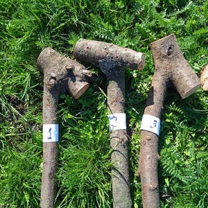 20" Unfinished Blackthorn, Walking Stick, Branch of Thorns, Branch for ...