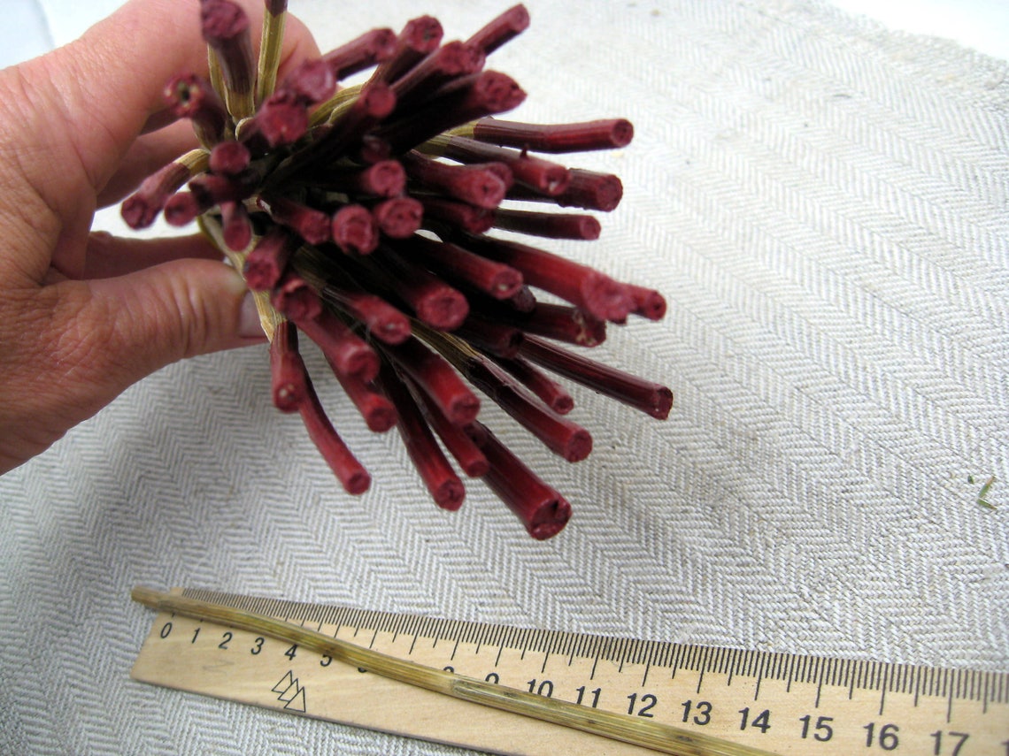 Dried Yarrow Stalks Stems Sticks Achillee Divination I Ching 8 - Etsy India