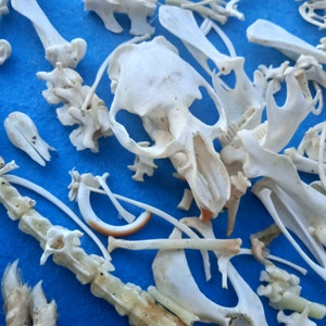 A Real Complete Muskrat Skeleton Real Bones Skull Ribs Vertebrae Animal ...
