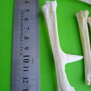 Real Chicken Duck Bones Large Spurs Natural Bones Dice Art_set of 12 - Etsy