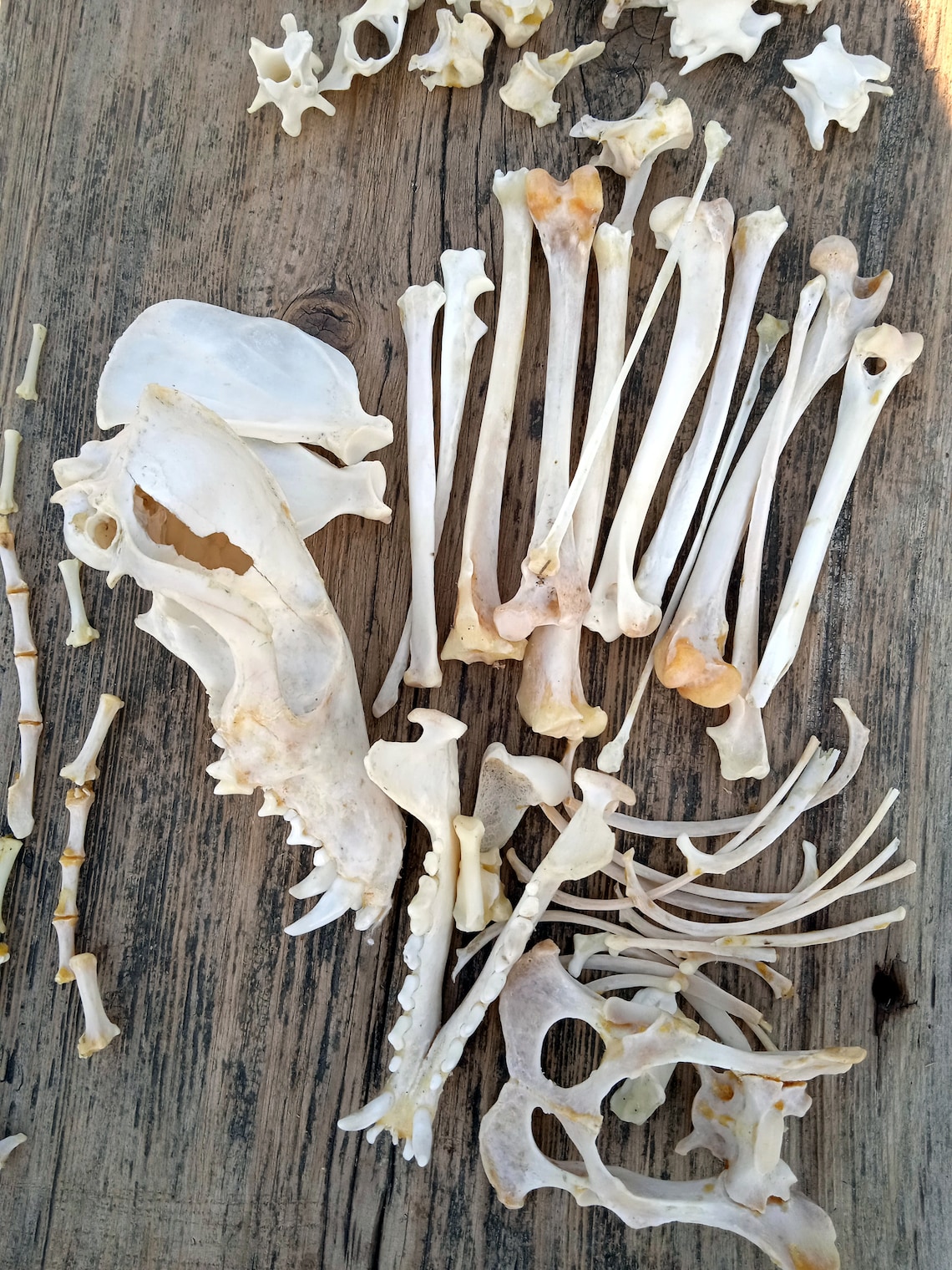 Natural Fox skeleton Collection of Real Fox bones with | Etsy