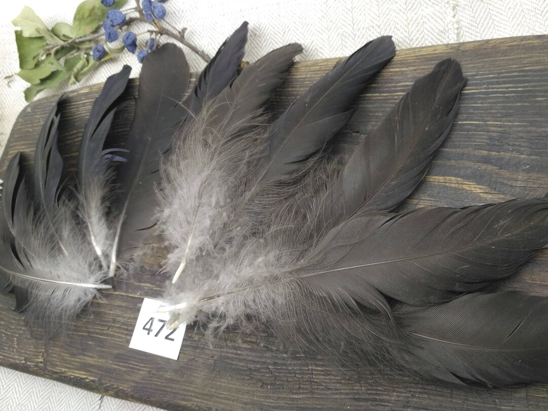 Feathers for Creativity, Real Raven Feathers, Dreamcatcher Feathers ...