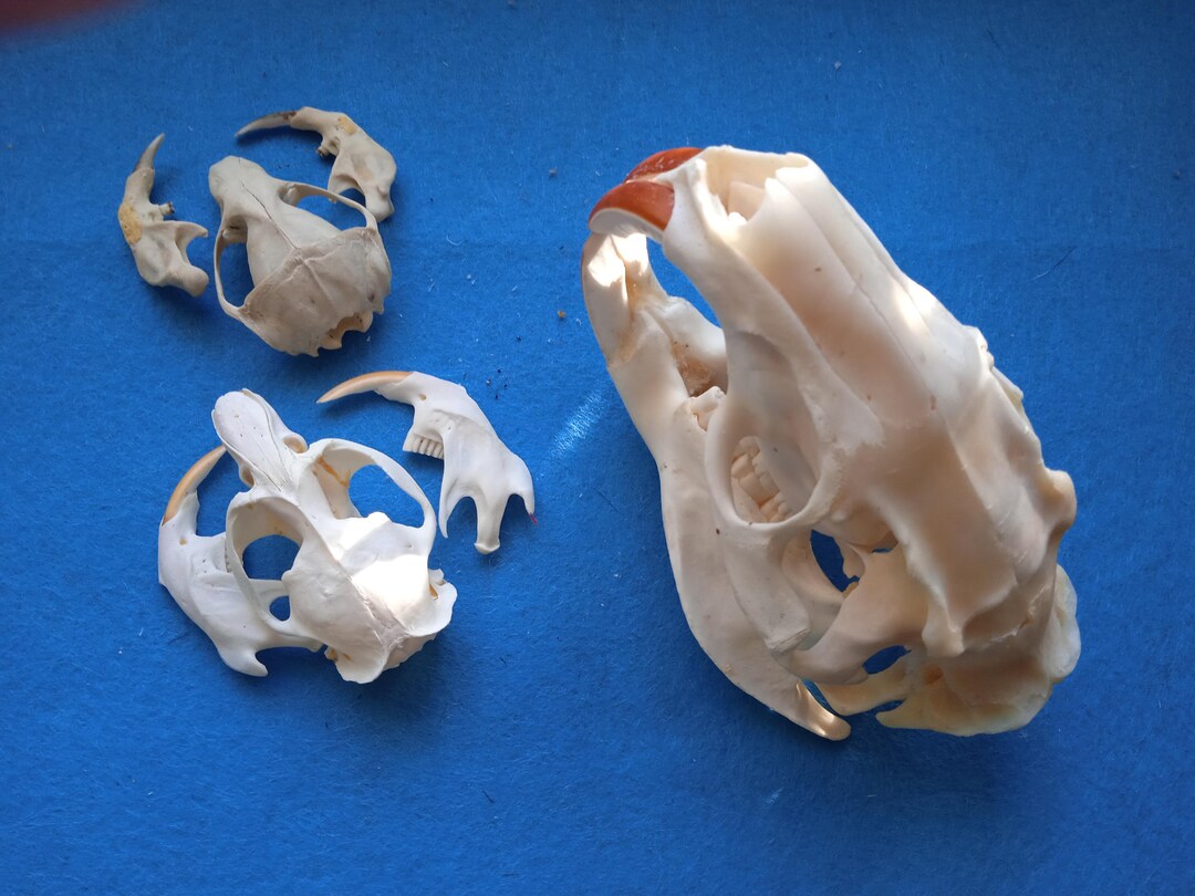 3 Defective Skulls of Mammals, Small Collection of Skulls, Nutria Skull ...