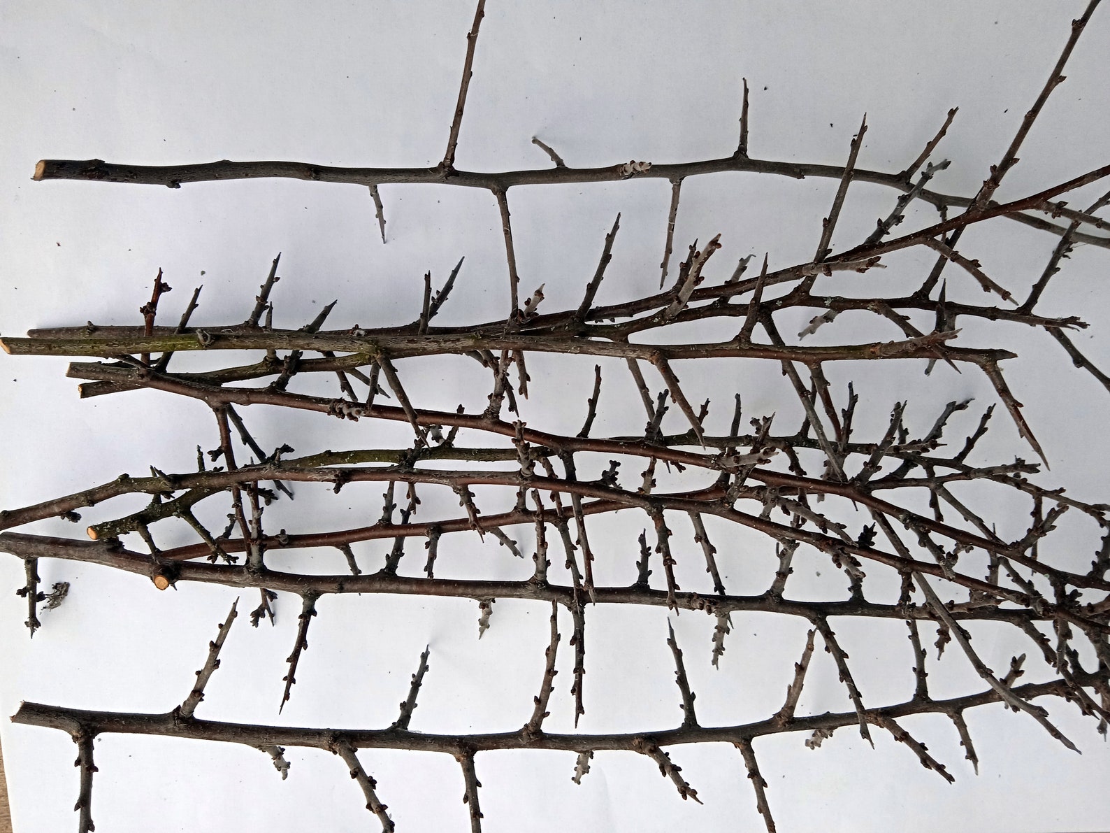 Prickly Blackthorn Branches: Natural Thorns, Unbreakable Twigs (set of ...