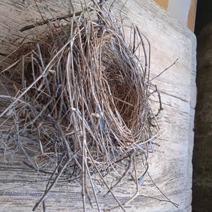 Real Shrike Nests . Beautiful Shrike Nests. - Etsy