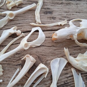 A Real Complete Muskrat Skeleton Real Bones Skull Ribs Vertebrae Animal ...