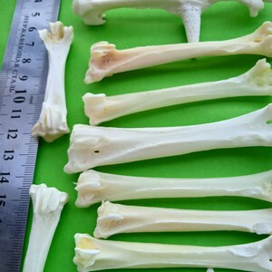 Real Chicken Duck Bones Large Spurs Natural Bones Dice Art_set of 12 - Etsy