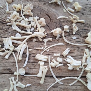 A Real Complete Muskrat Skeleton Real Bones Skull Ribs Vertebrae Animal ...