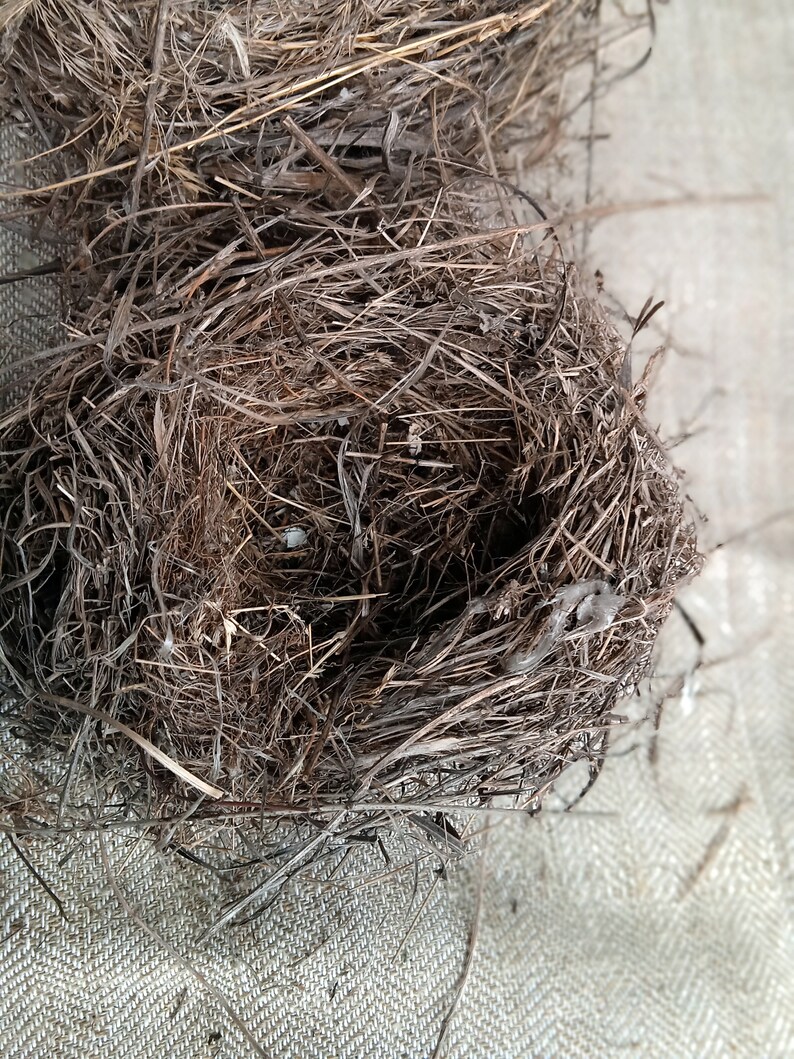 Real Shrike Nests . Beautiful Shrike Nests. - Etsy