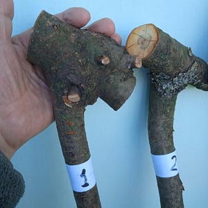 20" Unfinished Blackthorn, Walking Stick, Branch of Thorns, Branch for ...
