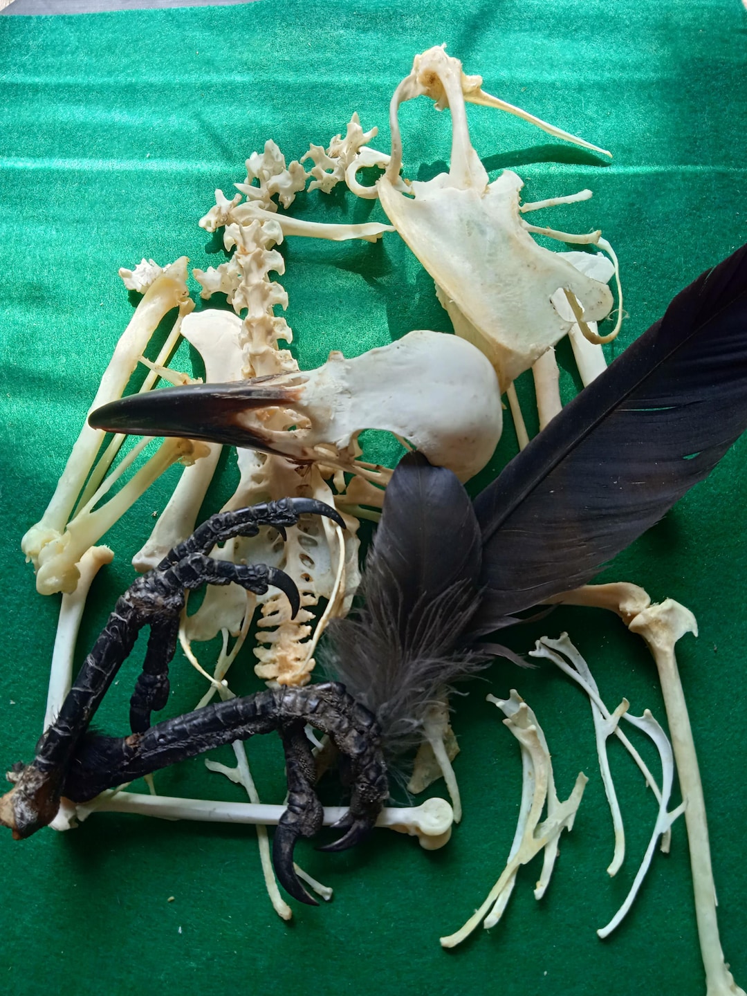 Complete Set of Raven Skeleton Bones, Real Raven Bones Raven Skull, Set ...