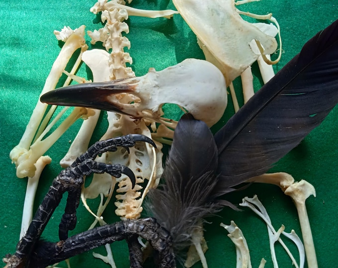 Complete Set of Raven Skeleton Bones, Real Raven Bones Raven Skull, Set ...