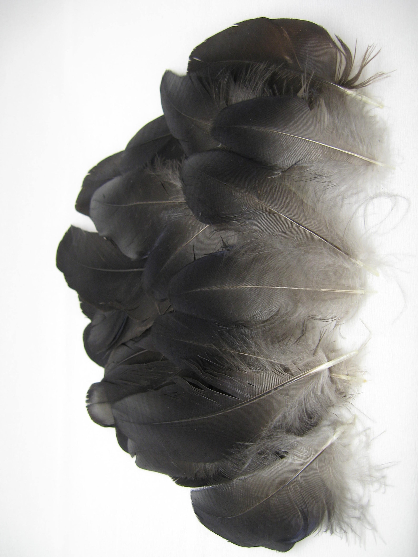 Best selected cover or contour feathers Real feathers for a | Etsy