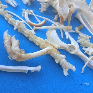 A Real Complete Muskrat Skeleton Real Bones Skull Ribs Vertebrae Animal ...