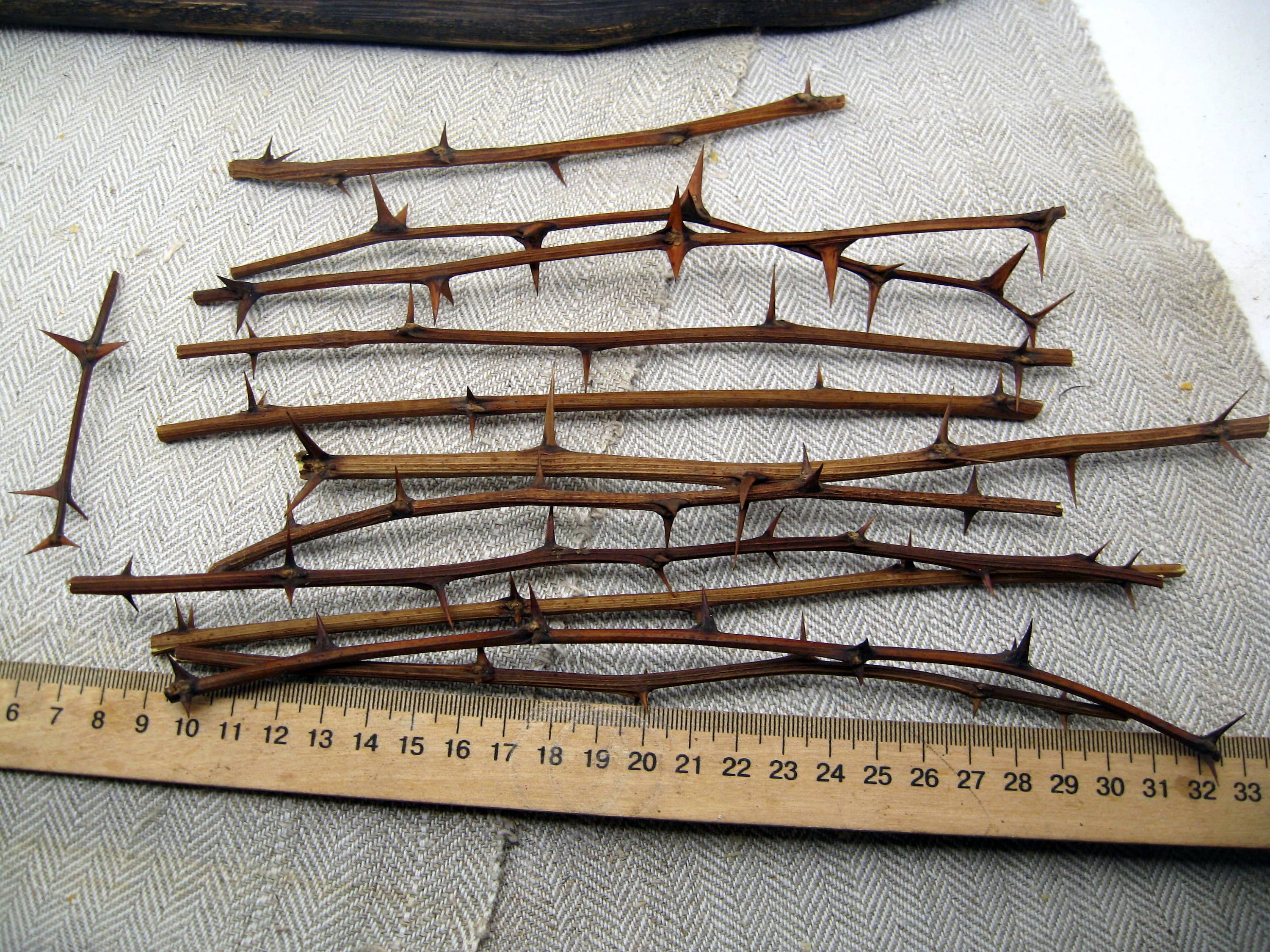 Dried Thorn Acacia Branches: Prickly Decor, Crafts, Pagan Rituals - Etsy