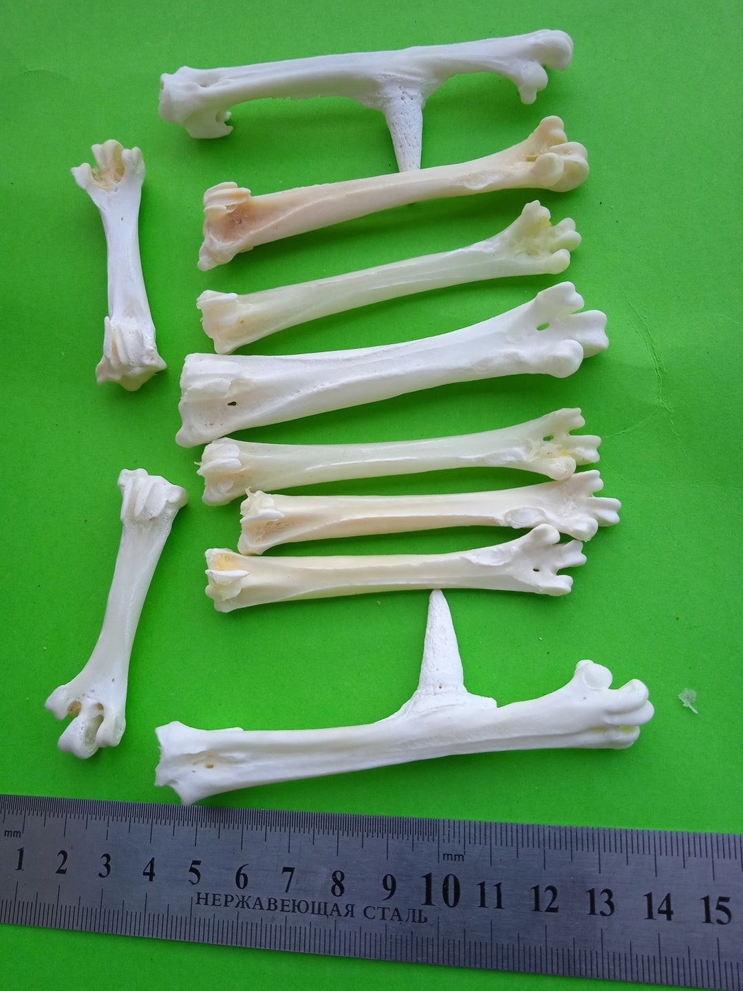 Real Chicken Duck Bones Large Spurs Natural Bones Dice Art_set of 12 - Etsy