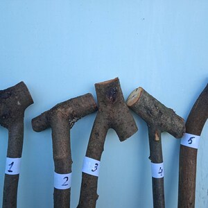 20" Unfinished Blackthorn, Walking Stick, Branch of Thorns, Branch for ...