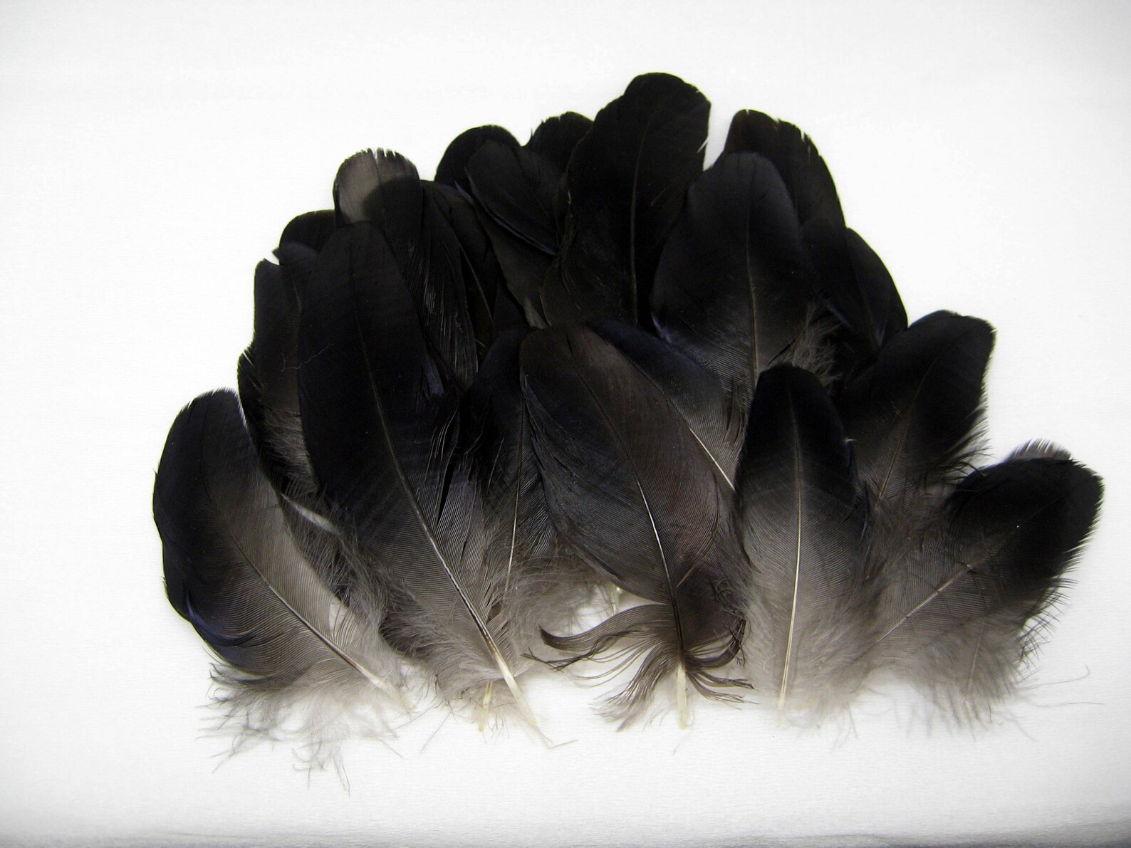 Best selected cover or contour feathers Real feathers for a | Etsy