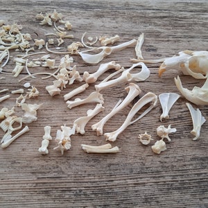 A Real Complete Muskrat Skeleton Real Bones Skull Ribs Vertebrae Animal ...