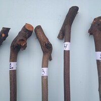 Irish Blackthorn Walking Stick | Cane Irish | Wood Hiking Cane ...