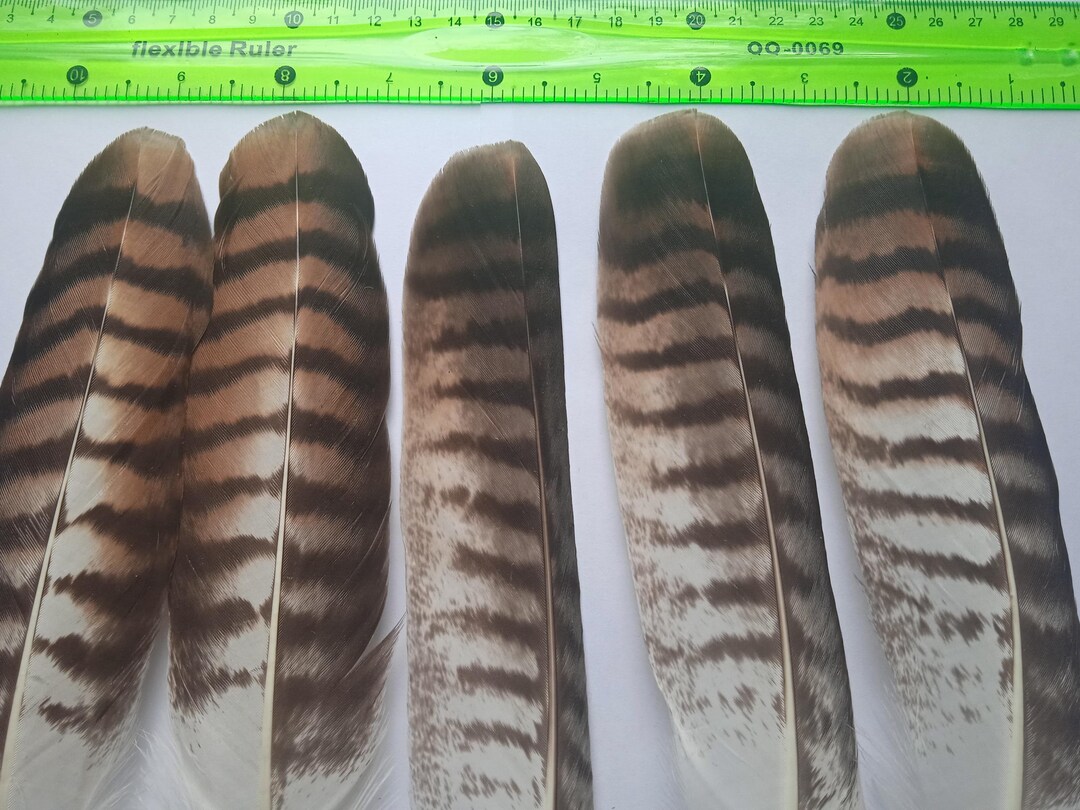 European Long-legged Buzzard Feather: Natural Molting, Craft Supply - Etsy