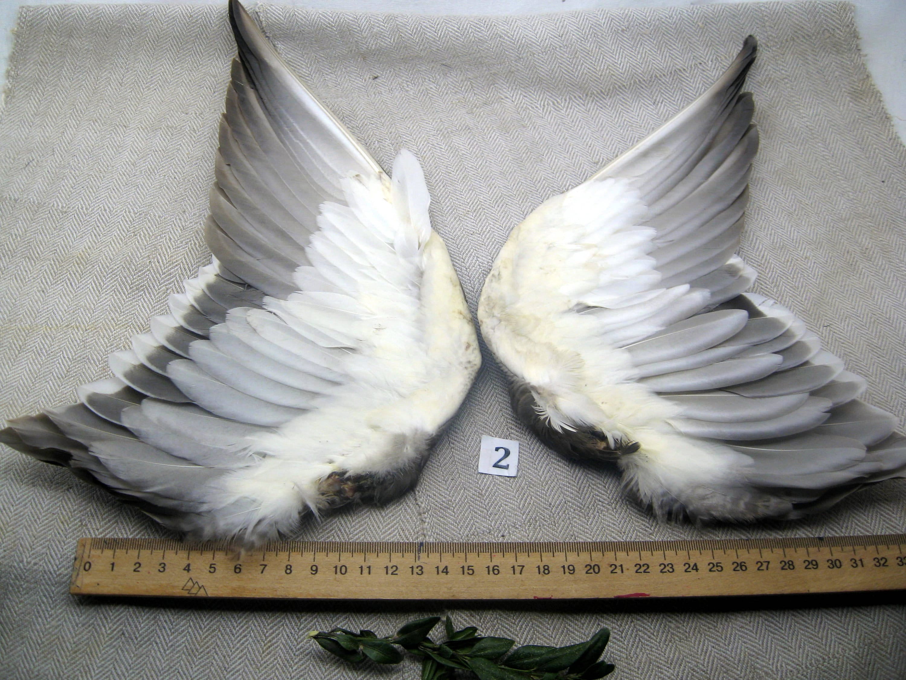 Real bird wings feathers Wings of real wild Mallard duck art | Etsy