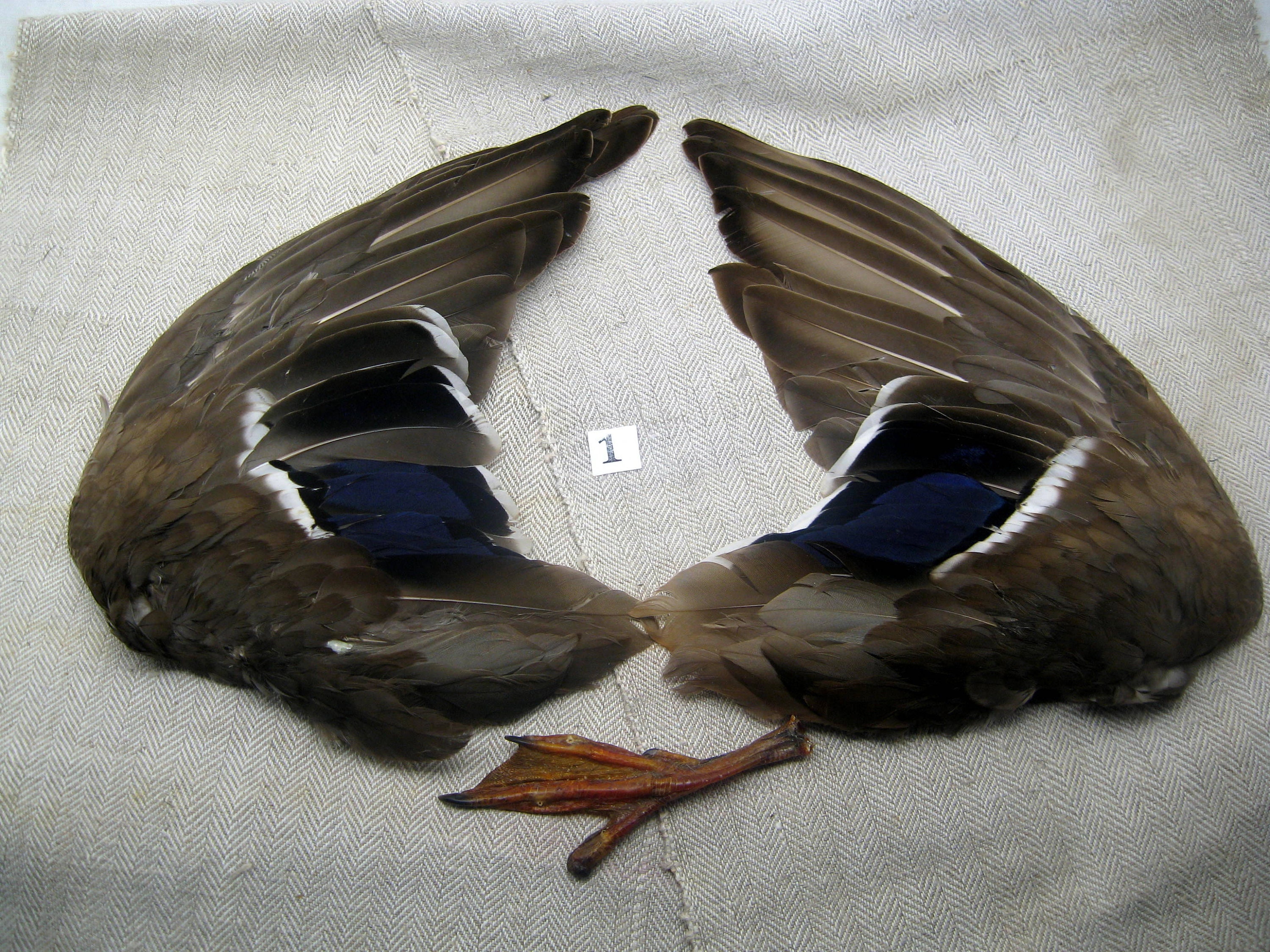Real bird wings feathers Wings of real wild Mallard duck art | Etsy