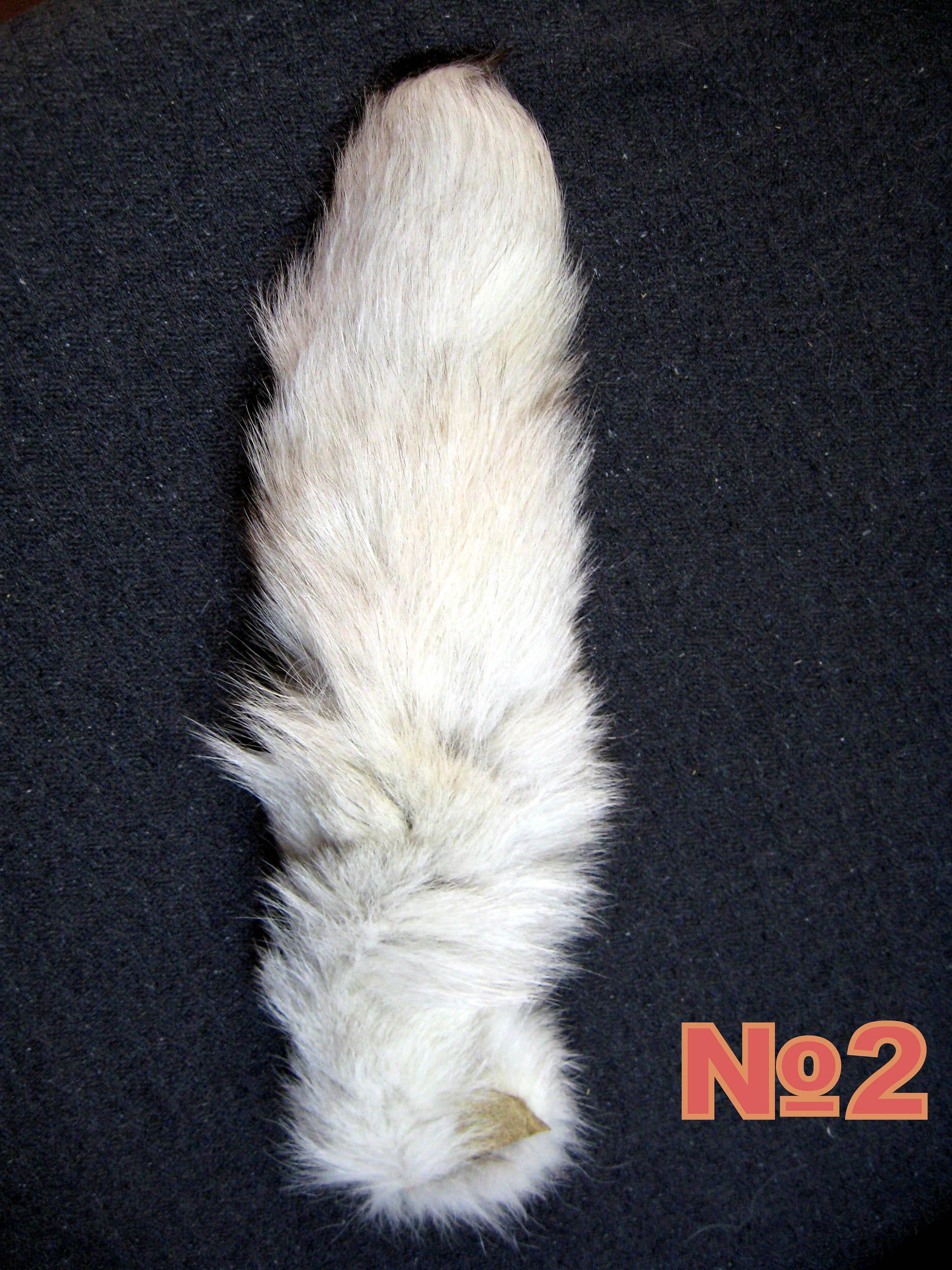 Real Large Arctic Fox Tails Genuine Fox Fur tails natural Fur | Etsy