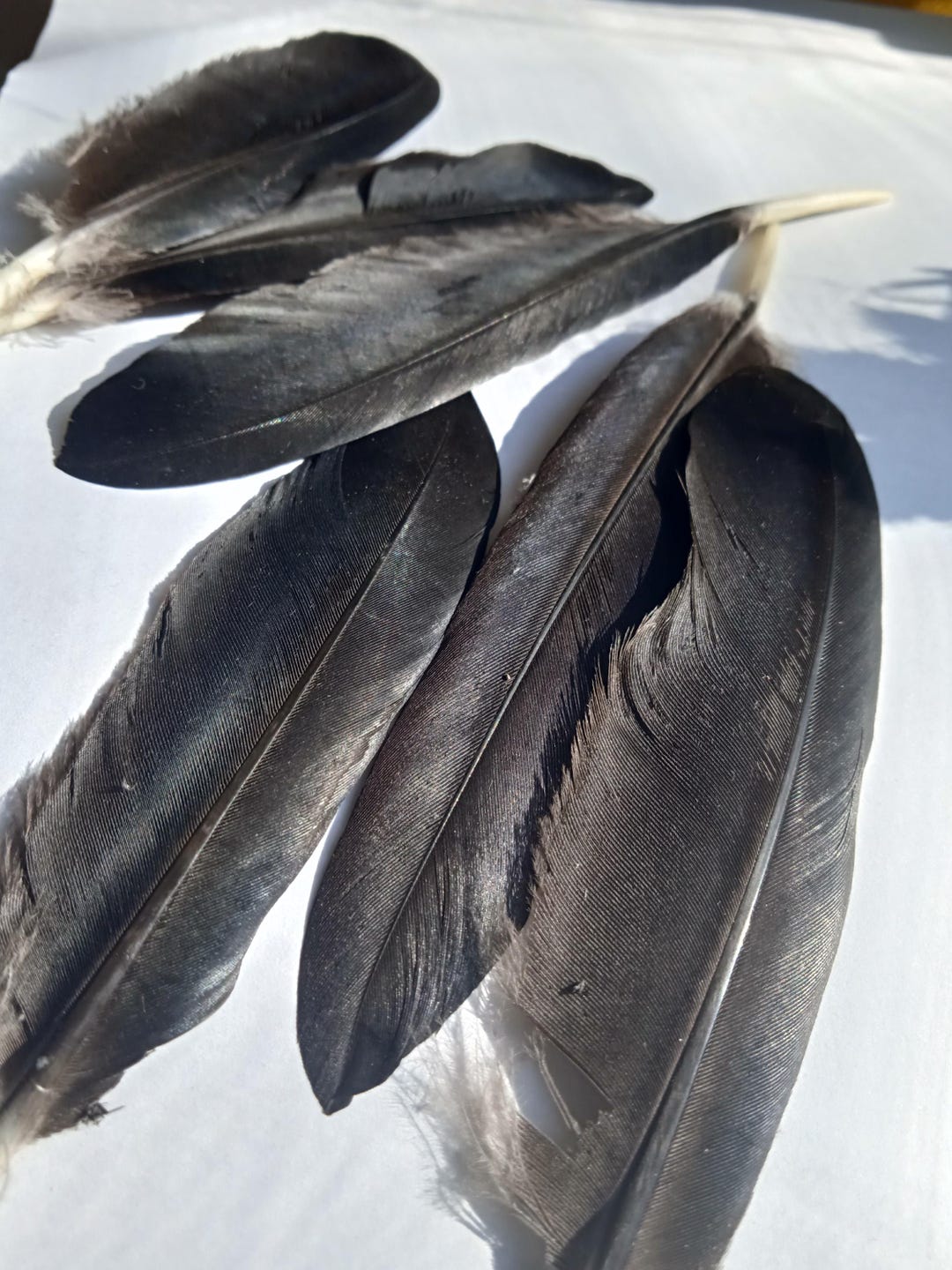 European Raven Feathers: Natural Molting, Set of 7 (4-6 Inch Length) - Etsy