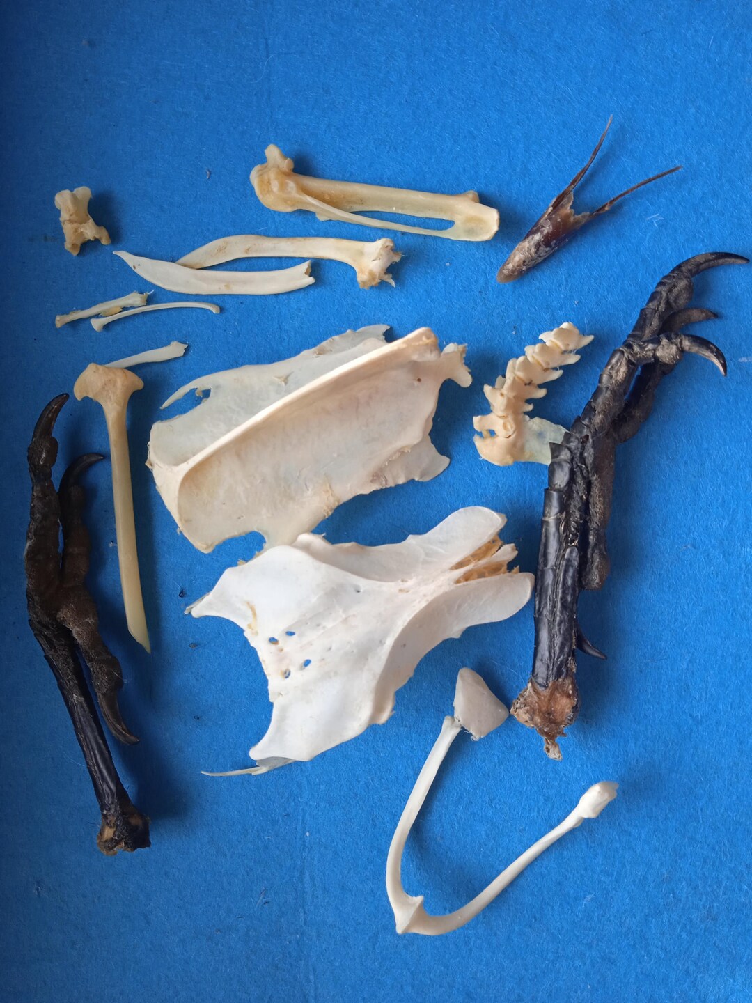 Fragment of a Raven Skeleton Real Raven Bones Raven Skull - Etsy