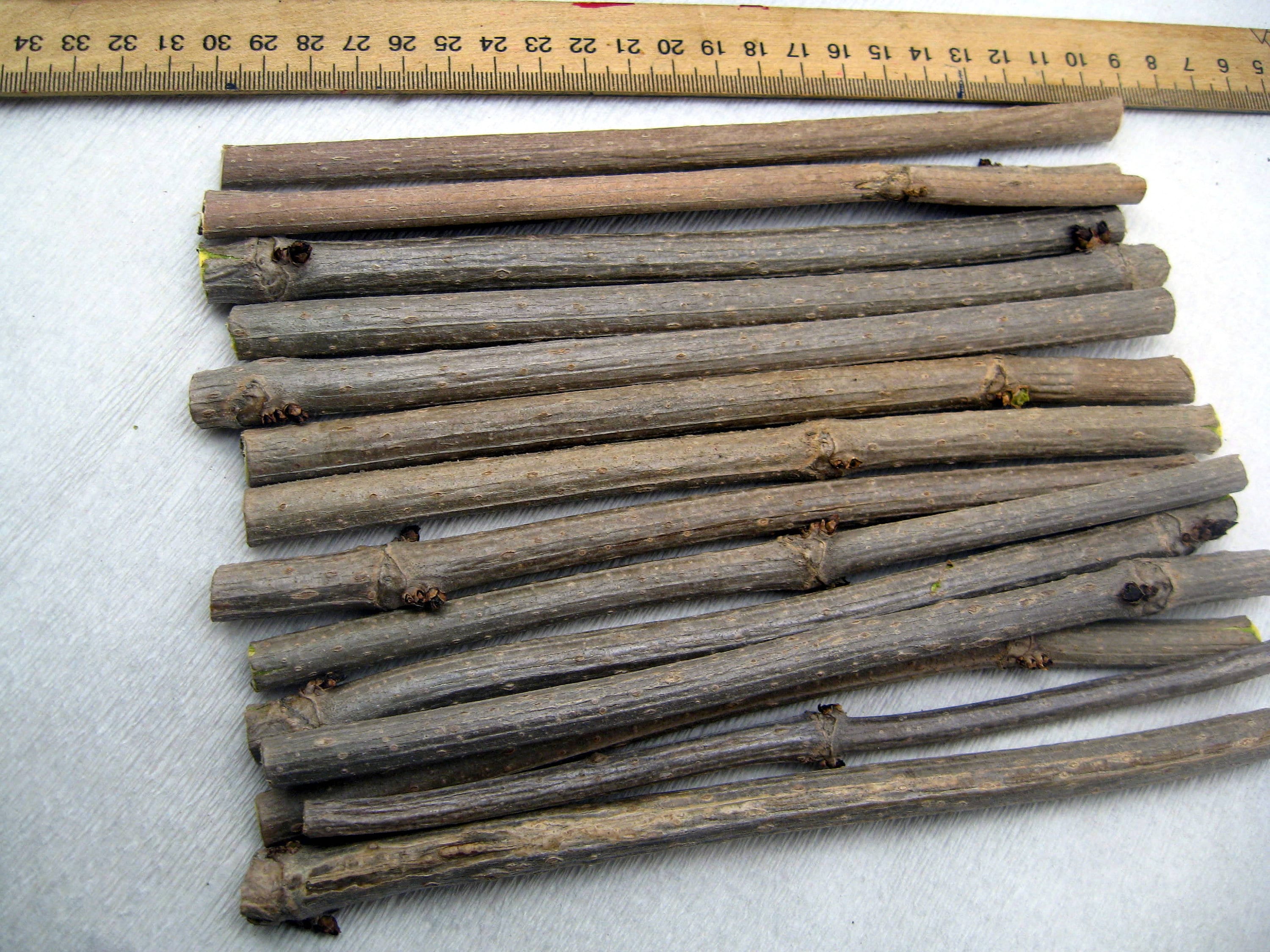 Elder Wanddried Elder Branchelder Twigbranch Black - Etsy