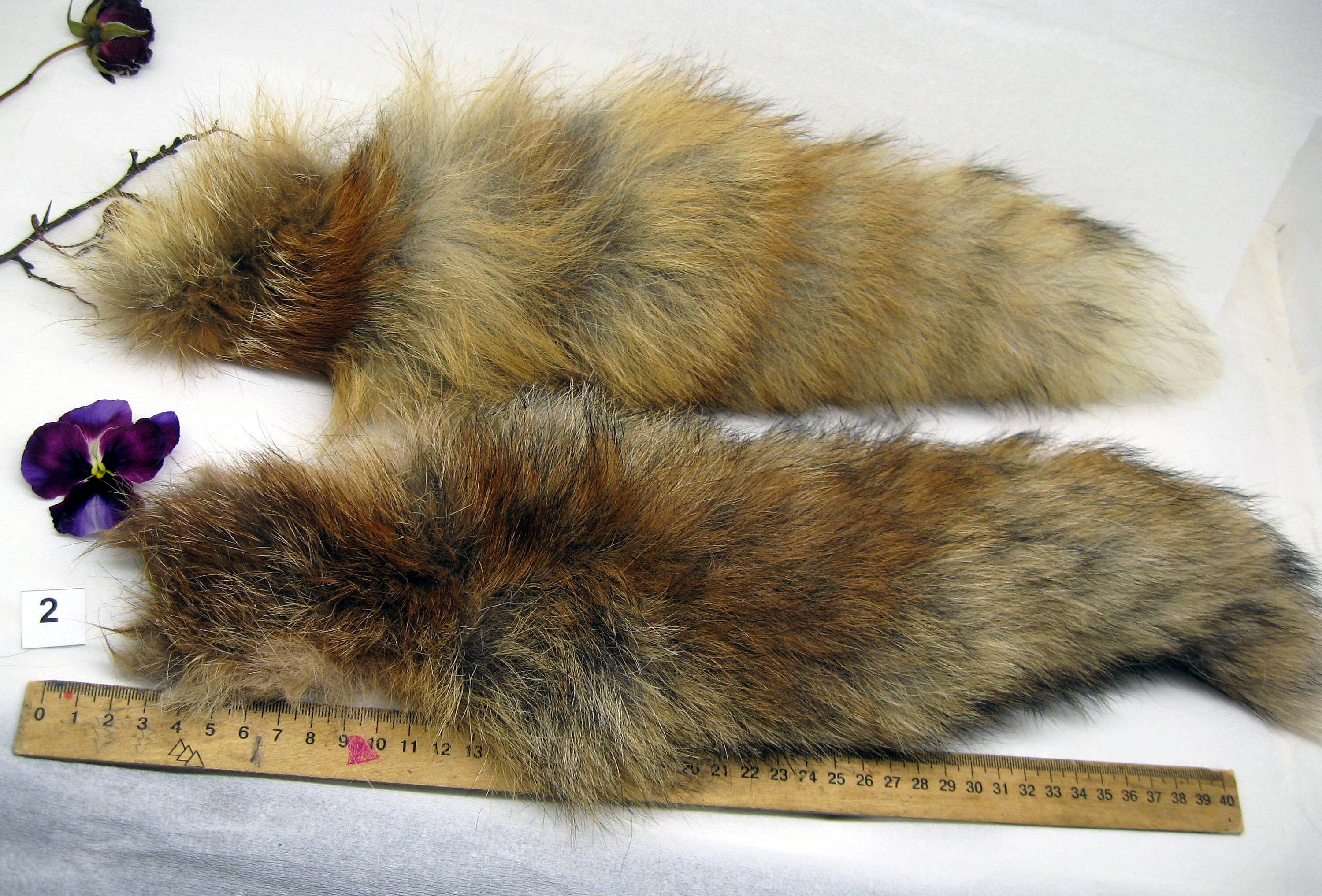 Two Pieces of Red Fox Tails Real Fox Tail Fox Tail Keychain - Etsy