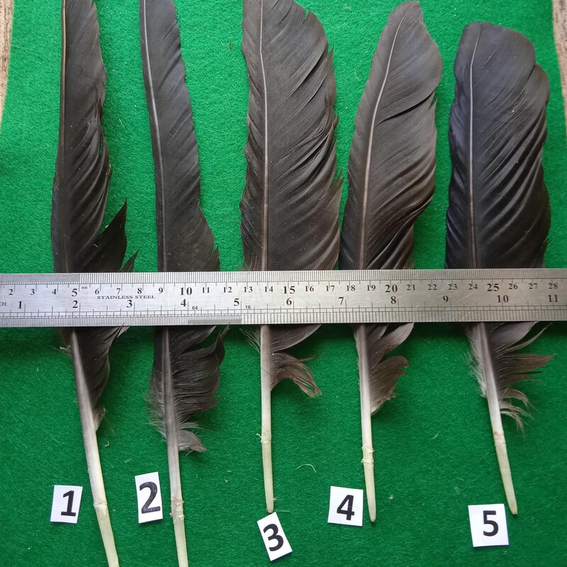 Raven Feathers - Etsy