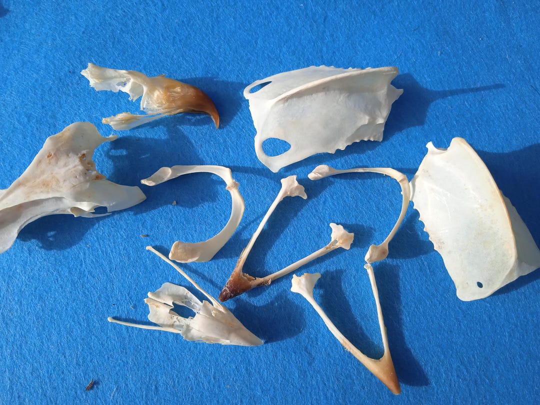 Real Bones of European Raptor Birds, Hawk Bones, Buzzard Bones, Raptor ...