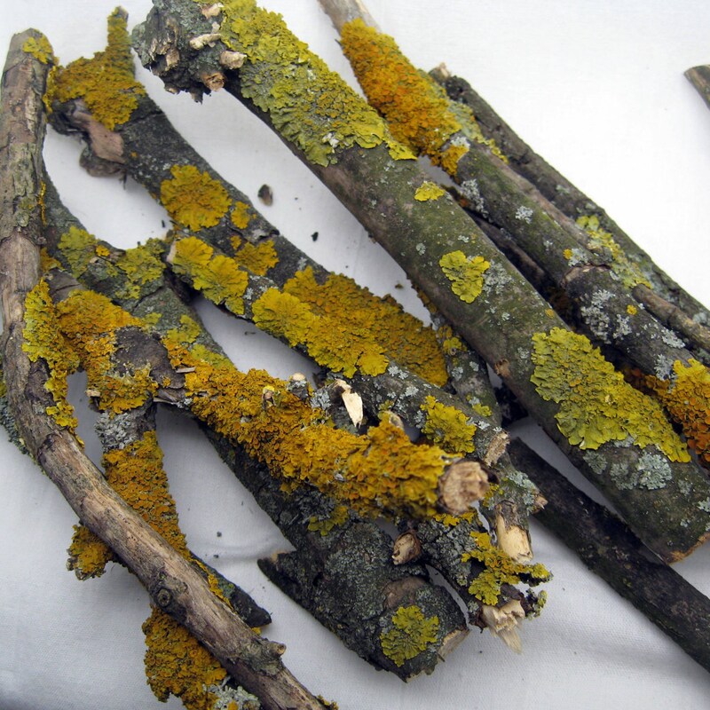 Decorative Branches - Etsy