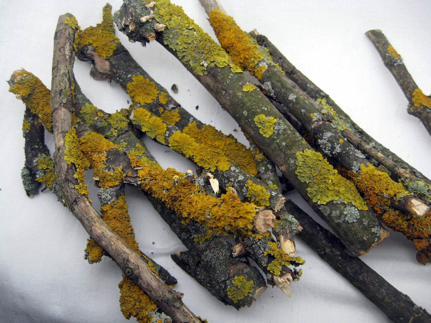 20 Lichen Branches Lichen Sticks Twig Craft Woodland Decor - Etsy