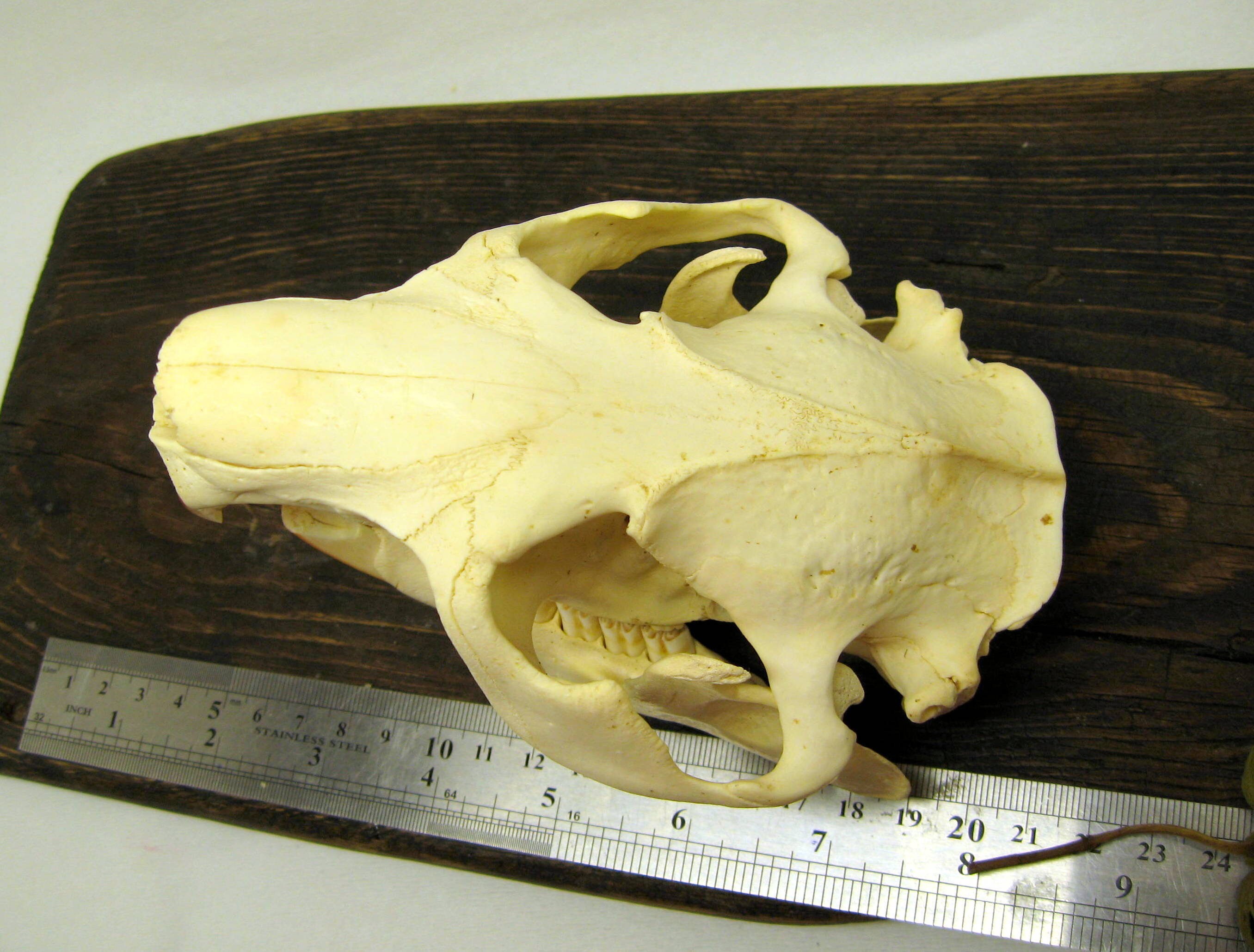 Large Real beaver skull animal decor original gift taxidermy | Etsy