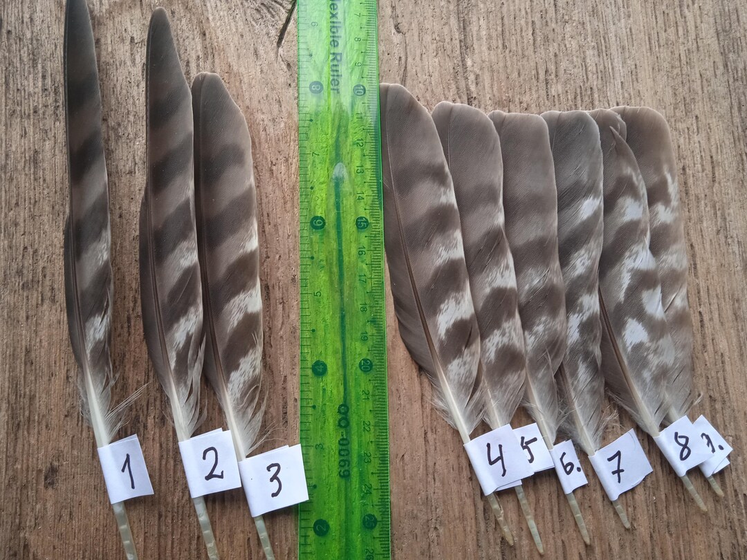 Sparrowhawk Wind Feathers: Ethically Sourced Molted Feather - Etsy