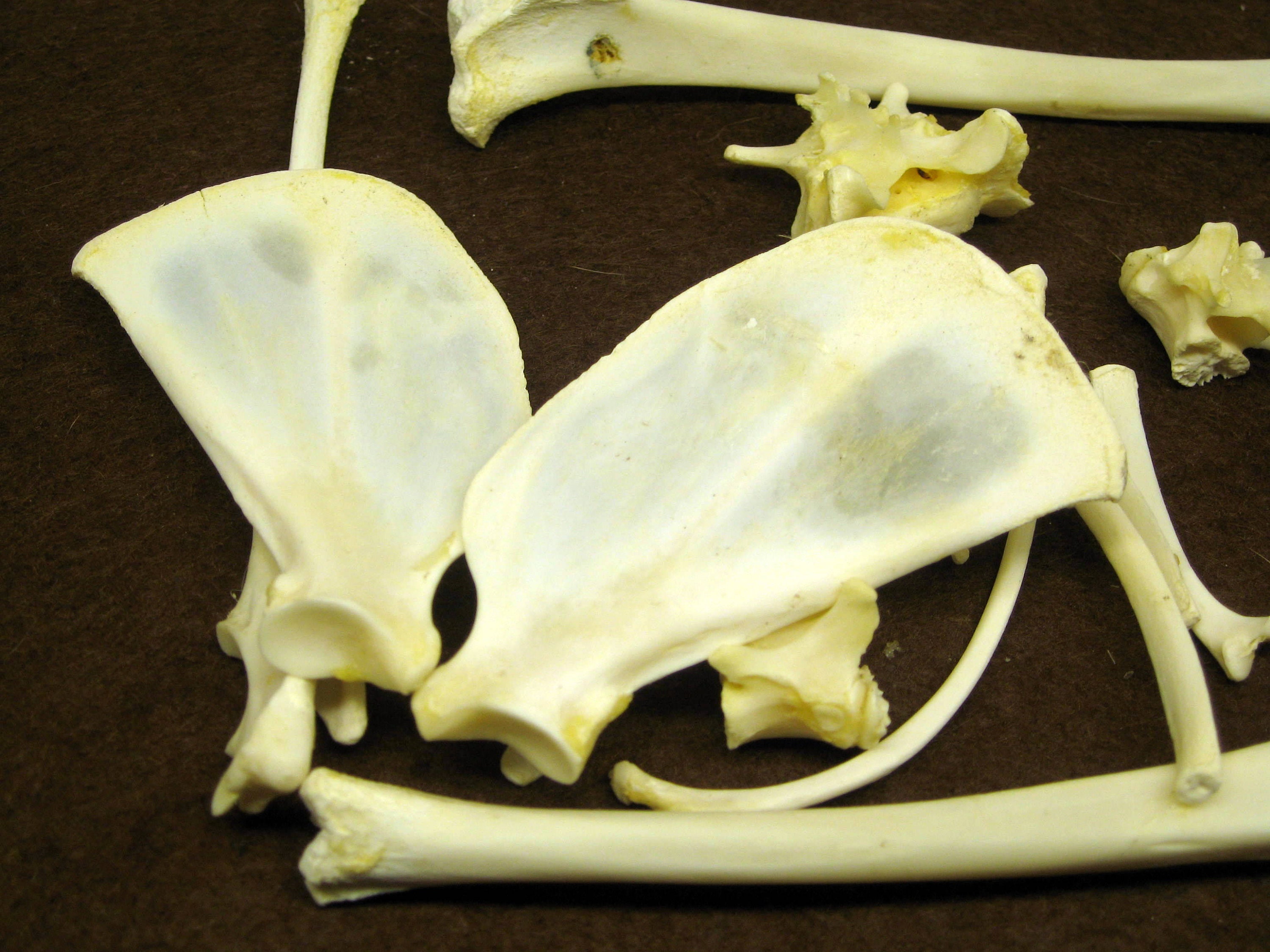 Collection of Real Fox bones with Curiosity gift weird | Etsy