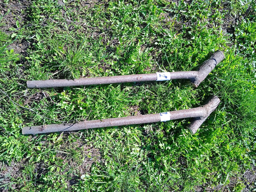 23" Unfinished Blackthorn, Walking Stick, Branch of Thorns, Branch for ...