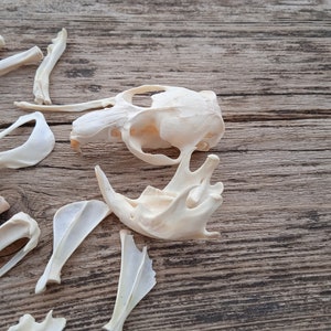 A Real Complete Muskrat Skeleton Real Bones Skull Ribs Vertebrae Animal ...
