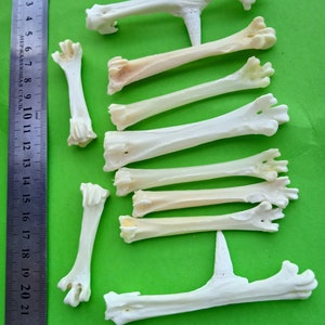 Real Chicken Duck Bones Large Spurs Natural Bones Dice Art_set of 12 - Etsy