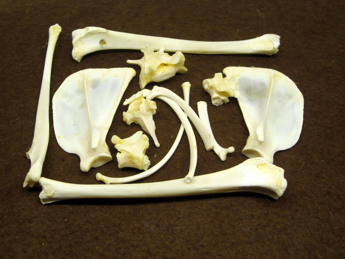 Collection of Real Fox bones with Curiosity gift weird | Etsy