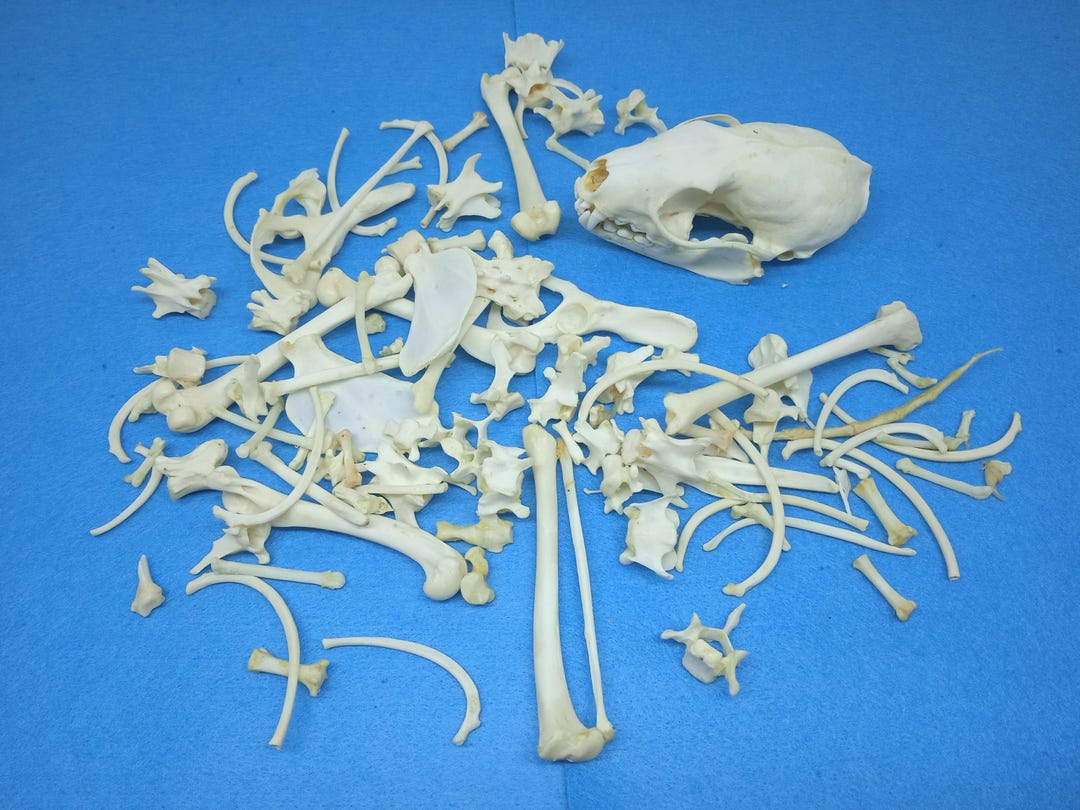 Real Marten Complete Skeleton, Real Bones, Skull,ribs,vertebrae ...