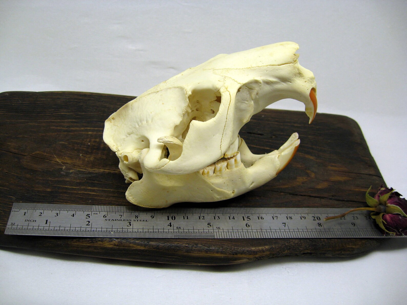 Large Real beaver skull animal decor original gift taxidermy | Etsy