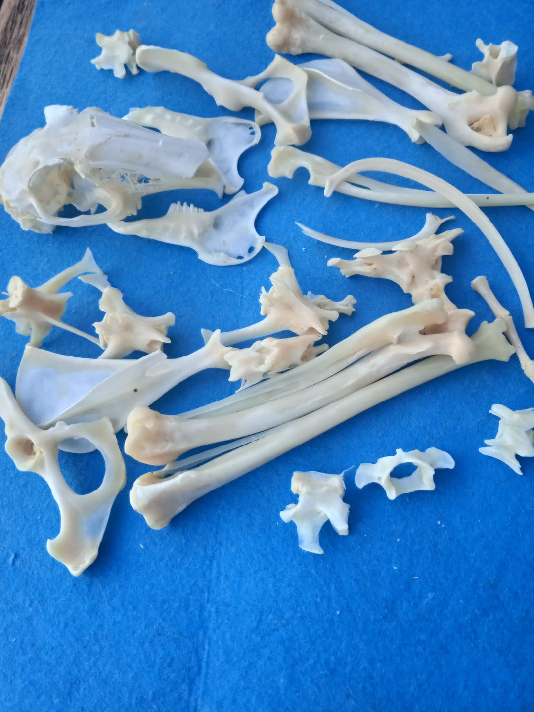 Fragment of a European Gray Hare Skeleton, Hare Skull, Hare Bones _set ...