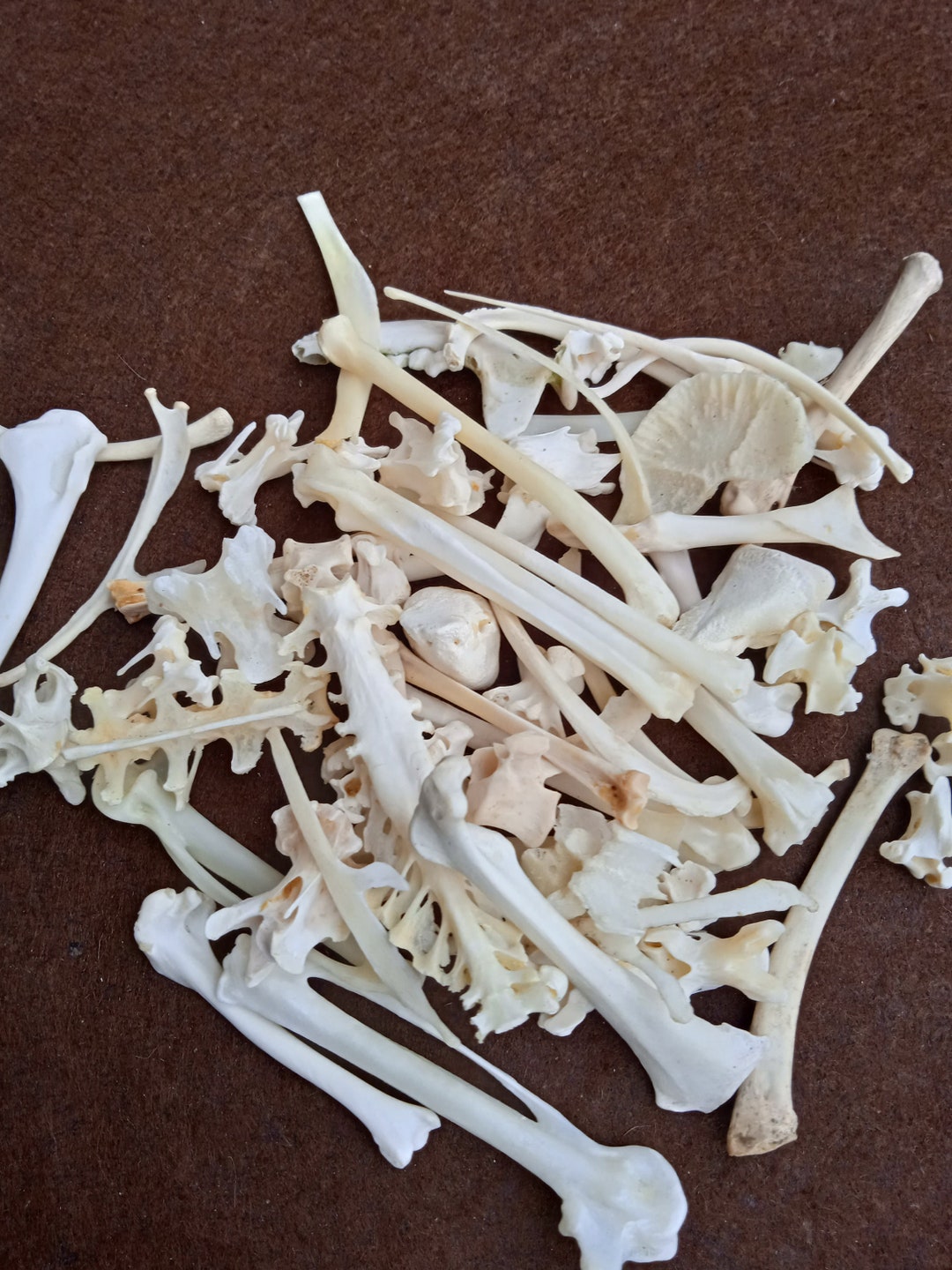 Set of 60+bones of Small Animals for Making Earrings Taxidermy Natural ...